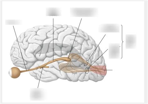 Visual Pathway Diagram Quizlet