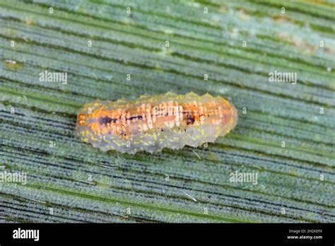 Hoverflies Also Called Flower Flies Or Syrphid Flies Make Up The