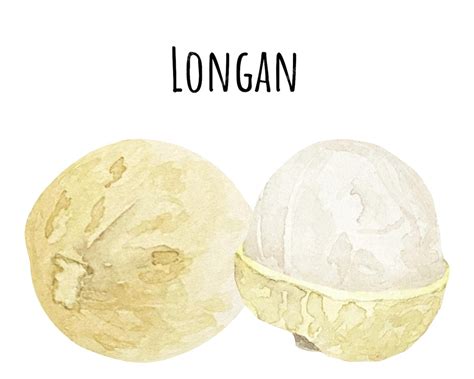 Premium Vector Watercolor Longan Longan Illustration Asian Exotic Fruit