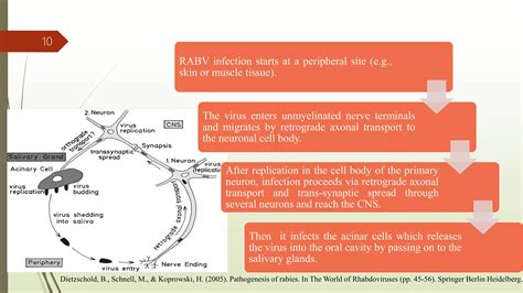 Rabies Vaccines Pptx