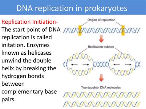 Dna Replication Ppt Free Download