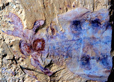 Fossils Of Strange Cambrian Predator Preserved With Brain Impressions