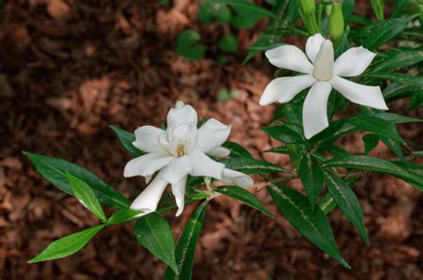 13 Popular Varieties Of Gardenia