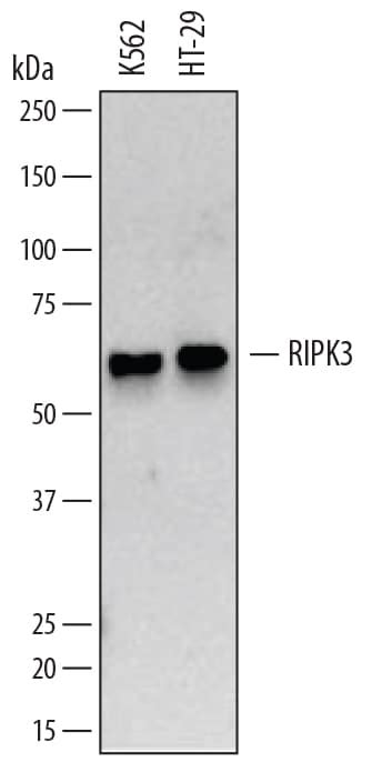 Human Ripk3rip3 Antibody Mab7604 Randd Systems