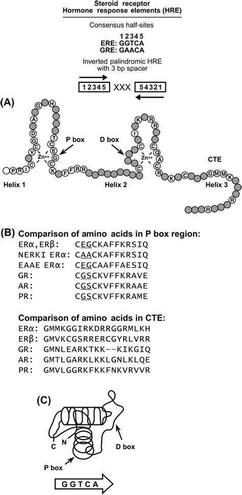 3 The Nuclear Receptor Response Elements And Primary Structure Of The Download Scientific