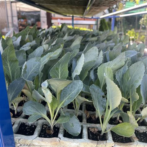 Coliflor Viveros La Pérgola