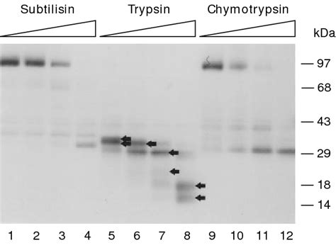 Proteolytic Cleavage Of Native C Ski A Nuclear Extract From 35 Download Scientific Diagram