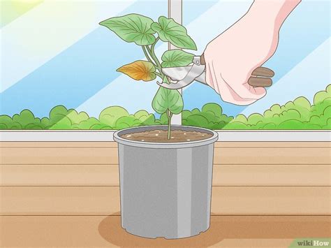 How To Grow A Sweet Potato Vine Houseplant Care And Display Tips