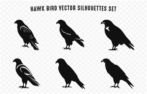 Premium Vector Set Of Hawk Bird Vector Silhouettes Hawk Birds Black