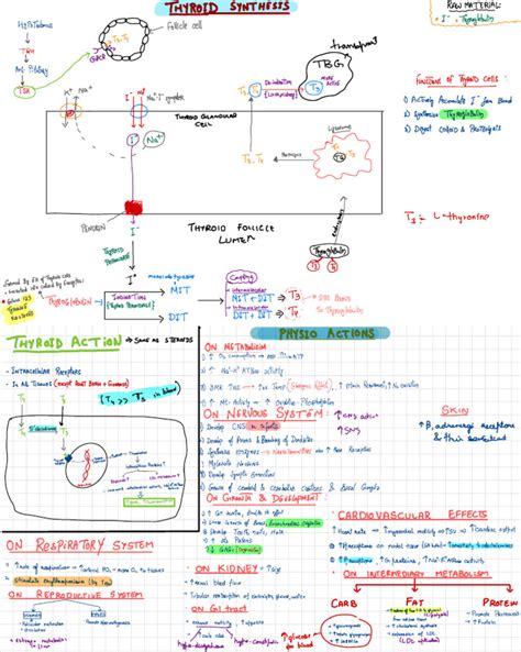 Thyroid Hormone Physiology Pdf Thyroid Anatomy