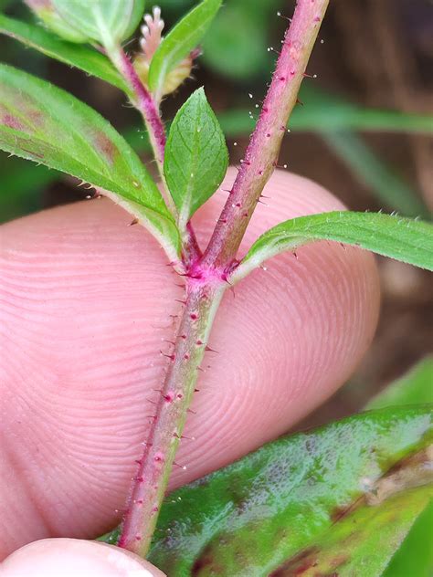 Cuphea Carthagenensis Lythraceae