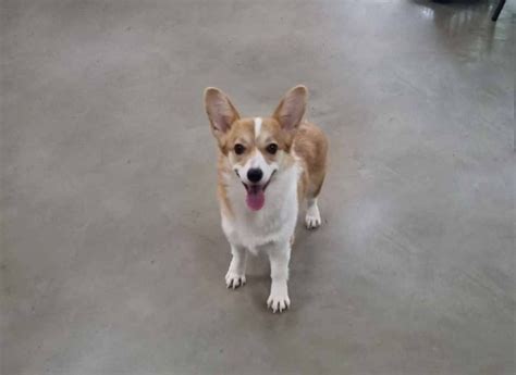 웰시코기지니 강아지책임분양 컴투펫케어센터