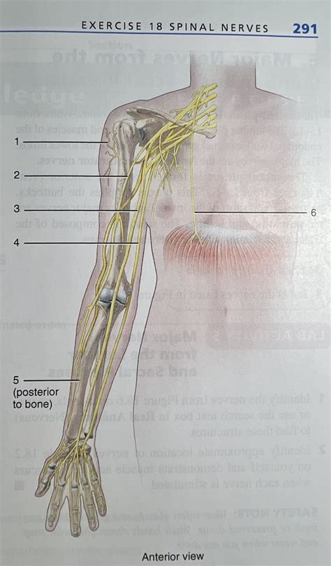 Aandp Final Lab Exam 4 Spinal Nerves Diagram Quizlet