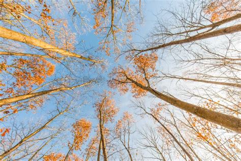 Autumn Trees Looking Up Point Of View Clear Blue Sky And Colorful