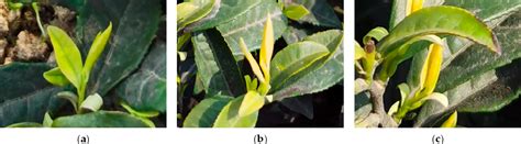 Figure 11 From A Machine Vision Based Method For Tea Buds Segmentation