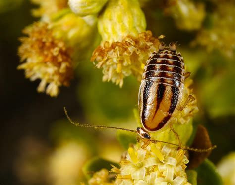 A Three Lined Cockroach Pollinating A Coyote Brush Oc Rentomology