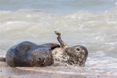 Parning Av Grå Sälar Vilda Djur Som Har Sex På Stranden Arkivfoto