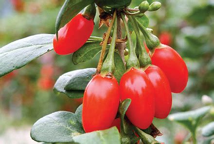 진시황 불로초 과일 비아그라 동의보감 구기자