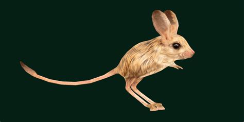 Long Eared Jerboa Rodent Superhive Formerly Blender Market