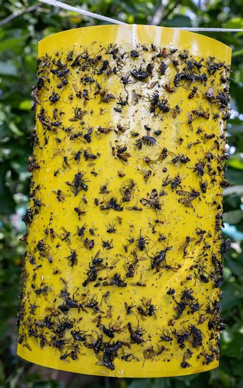 White Spots On Catnip Leaves Reasons And Solutions