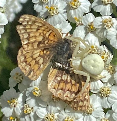 Chlosyne Gabbii Gabbs Checkerspot California Species Project