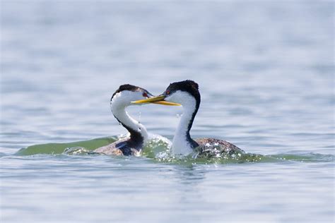 The Bird That ‘dances To Attract A Mate Bird