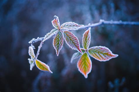 Frozen Autumn On Behance
