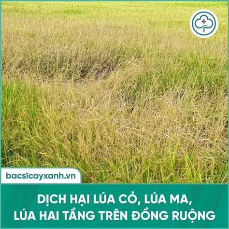 Giải Pháp Diệt Trừ Lúa Lộn Lúa Ma Lúa Hai Tầng Dễ Dàng Với Chế Phẩm