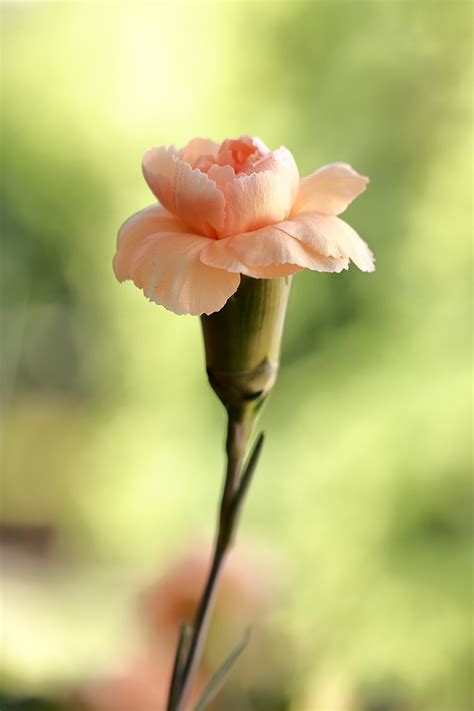 1 000 무료 카네이션 And 꽃 이미지 Pixabay