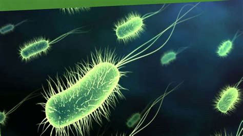 Flagelo Humano O Ourico Supervised And Unsupervised Spermatozoa