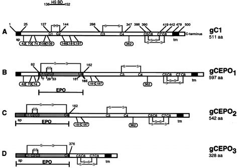 Structures Of Gcepo Fusion Molecules A Structure Of Wild Type Hsv 1