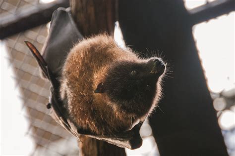 Fruit Bat Face Lakeland Wildlife Oasis Dispels Long Standing Falsehood