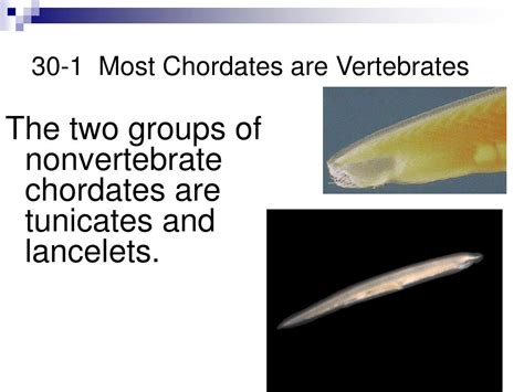 PPT Chordates PowerPoint Presentation Free Download ID