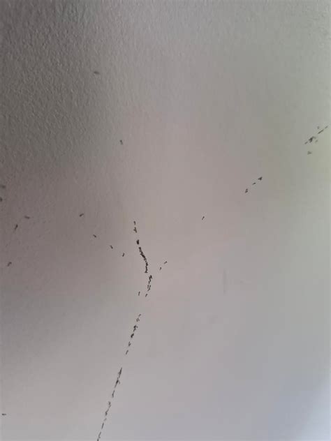 What Is This Swarm Of Tiny Caterpillarworm Like Things Rwhatsthisbug