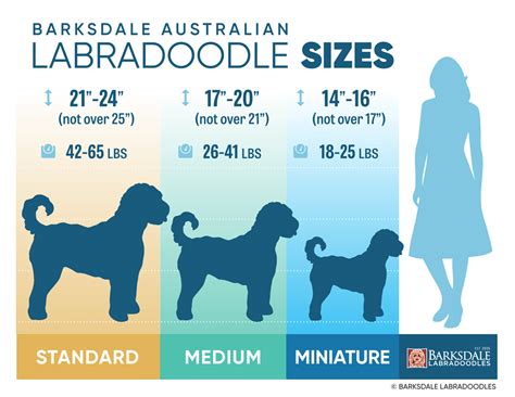 Australian Labradoodle Growth Chart Minimalist Chart Design