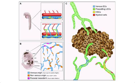 Overview Of The Origins Of Lymphatic Endothelial Cells In Embryonic