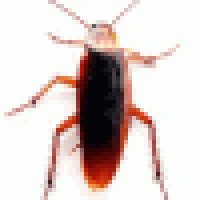 Cockroach S Get The Best  On Er