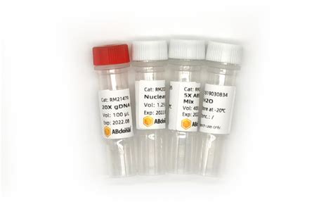 Reverse Transcriptase