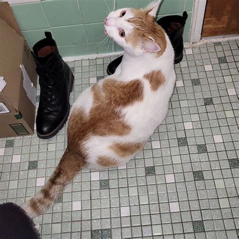 Cat Size Of A Small Bobcat Found Wailing In Front Of House Until A Couple Scoops Him Up And