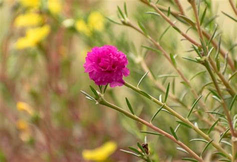 Bunga Banci Kelopak Foto Gratis Di Pixabay Pixabay