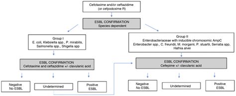 The Role Of The Microbiology Laboratory In The Diagnosis Of Multidrug