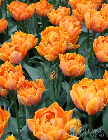 Orca Double Tulips Holland Bulb Farms 88342