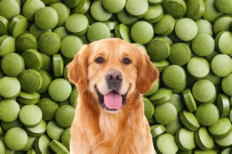 Chlorella für Hunde: Anwendung, Dosierung und Nebenwirkungen