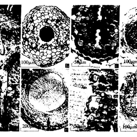 Anatomical Structure Of Aerial Adventitious Roots Of Taxus Chinensis
