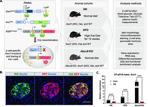 Generation And Analysis Of B Cell Specific Ascl1 Knockout Mice Ascl1 Download Scientific