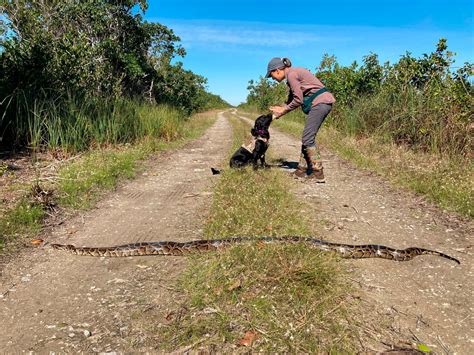 Florida Python Problem Gets Another Potential Solution—dogs
