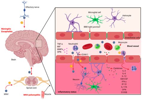 Lytic Cycle Definition Steps Importance Examples Biology Notes