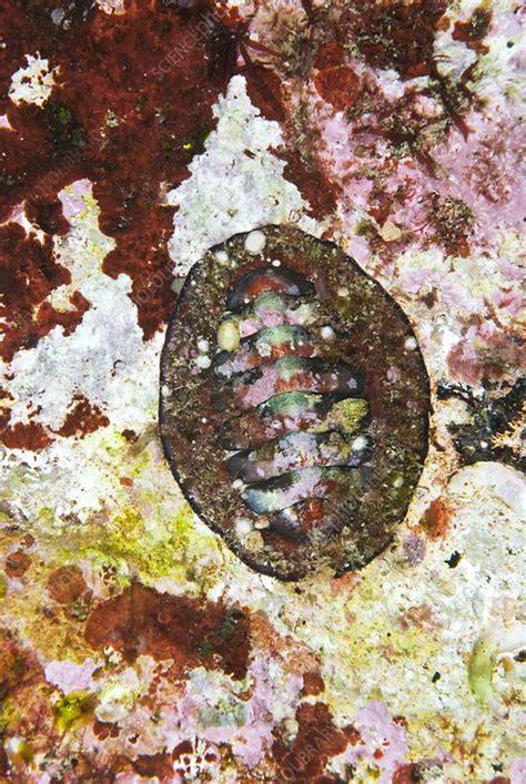 Chiton Stock Image C0029203 Science Photo Library