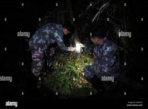 An Amphibian Of Leptobrachium Ailaonicum Variously Known As The Ailao