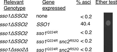 Compensatory Mutation Of Snc2 Cannot Rescue The Sporulation Defect Of